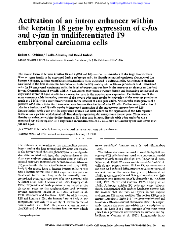 (PDF) Activation of an intron enhancer within the keratin 18 gene by ...