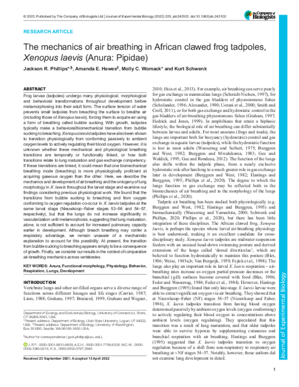 (PDF) The mechanics of air breathing in African clawed frog tadpoles ...
