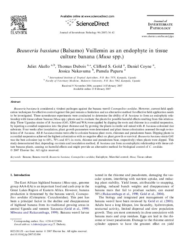 (PDF) Beauveria bassiana (Balsamo) Vuillemin as an endophyte in tissue ...