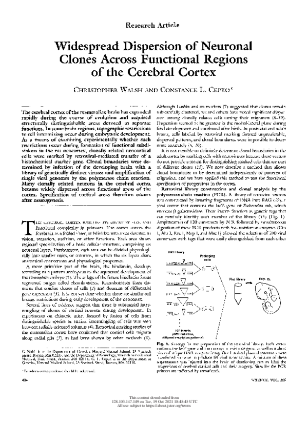 (PDF) Widespread Dispersion of Neuronal Clones Across Functional Regions of the Cerebral Cortex ...