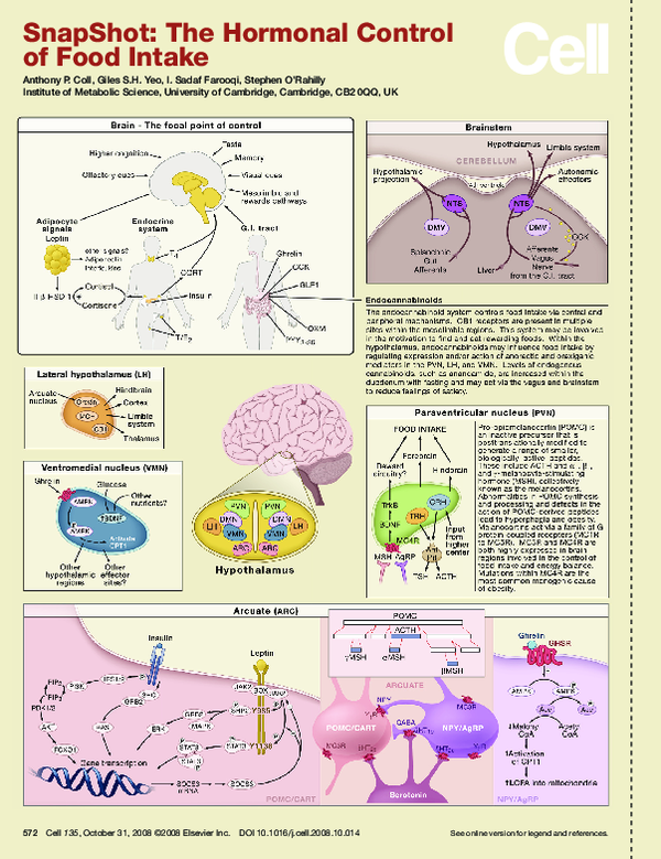 (PDF) SnapShot: The Hormonal Control of Food Intake