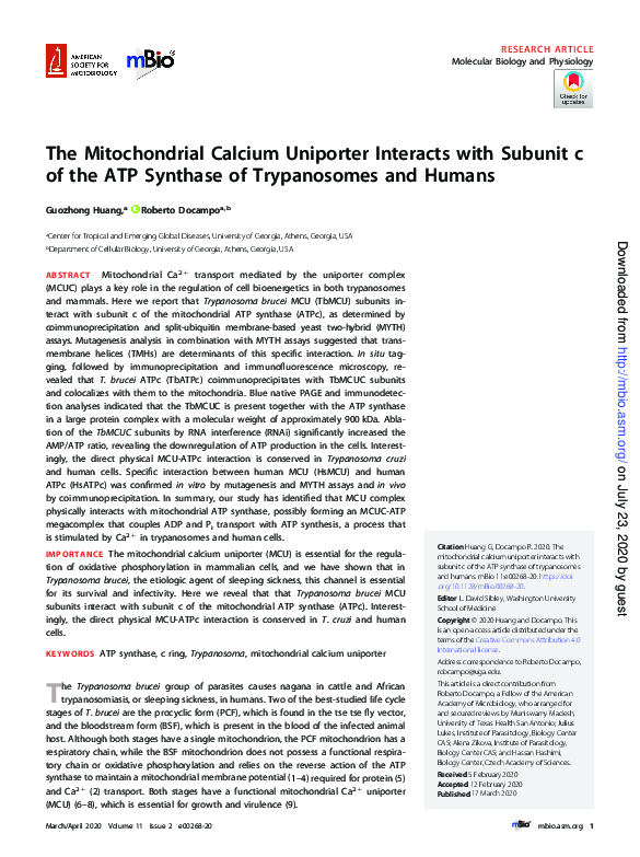 (PDF) The Mitochondrial Calcium Uniporter Interacts with Subunit c of ...