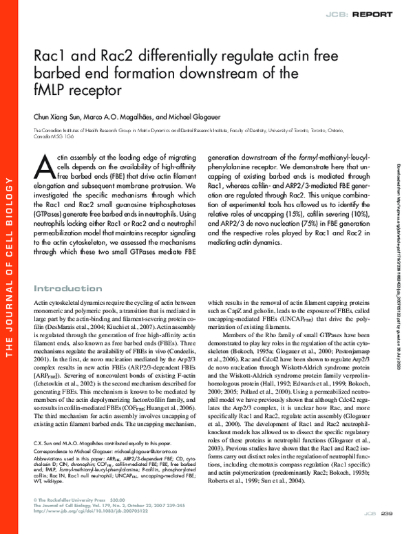 (PDF) Rac1 and Rac2 differentially regulate actin free barbed end ...