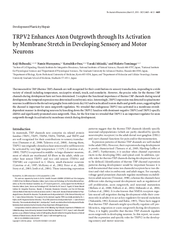 (PDF) TRPV2 Enhances Axon Outgrowth through Its Activation by Membrane Stretch in Developing ...