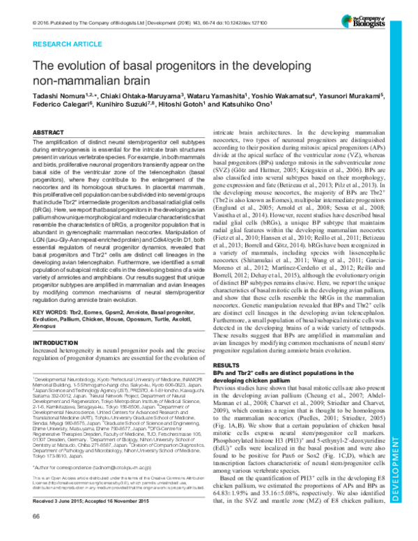 (PDF) The evolution of basal progenitors in the developing non ...