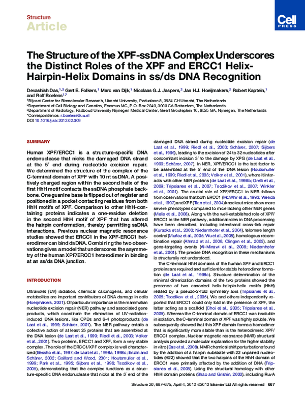 (PDF) The Structure of the XPF-ssDNA Complex Underscores the Distinct Roles of the XPF and ERCC1 ...