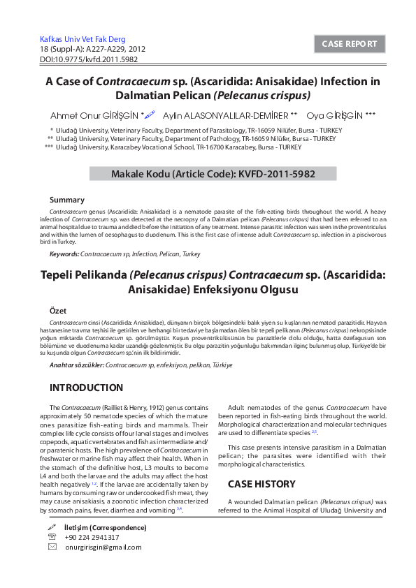 (PDF) A Case of Contracaecum sp. (Ascaridida: Anisakidae) Infection in ...