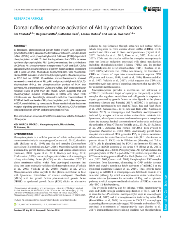 (PDF) Dorsal ruffles enhance activation of Akt by growth factors ...