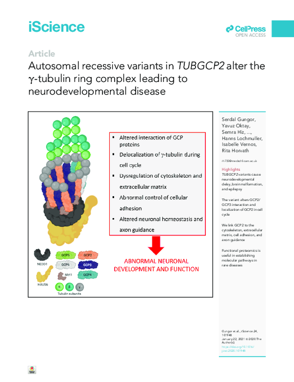 (PDF) Autosomal recessive variants in TUBGCP2 alter the γ-tubulin ring ...