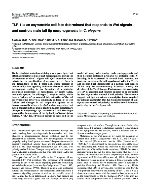 (PDF) TLP-1 is an asymmetric cell fate determinant that responds to Wnt ...