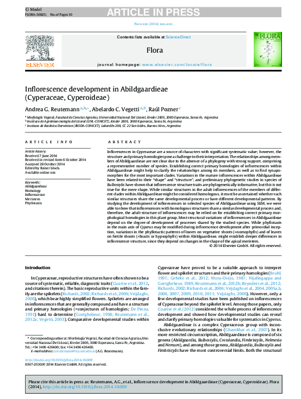 (PDF) Inflorescence development in Abildgaardieae (Cyperaceae, Cyperoideae)