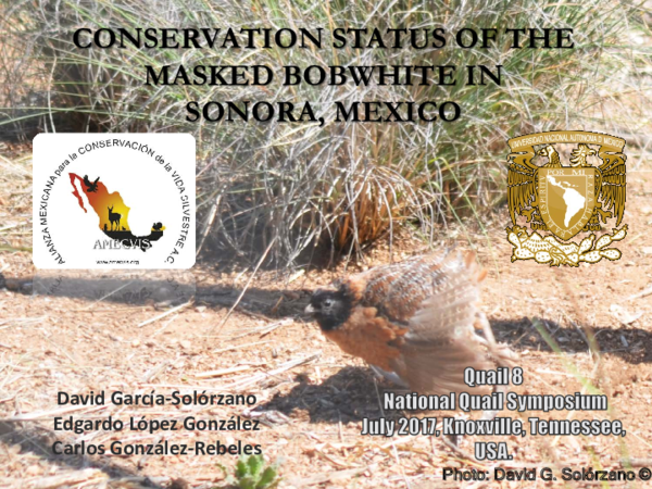 (PDF) Conservation Status of the Masked Bobwhite in Sonora, Mexico