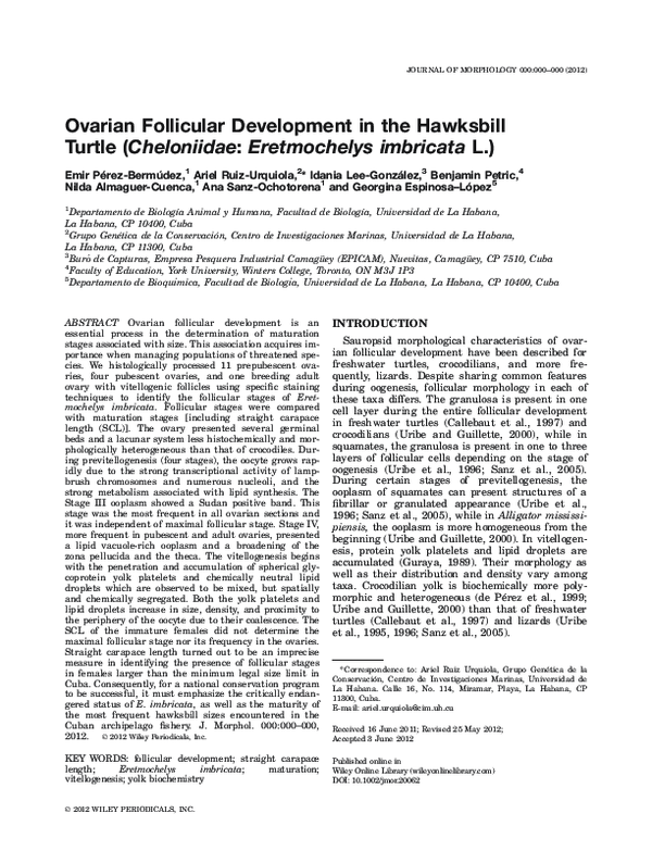(PDF) Ovarian follicular development in the hawksbill turtle ...