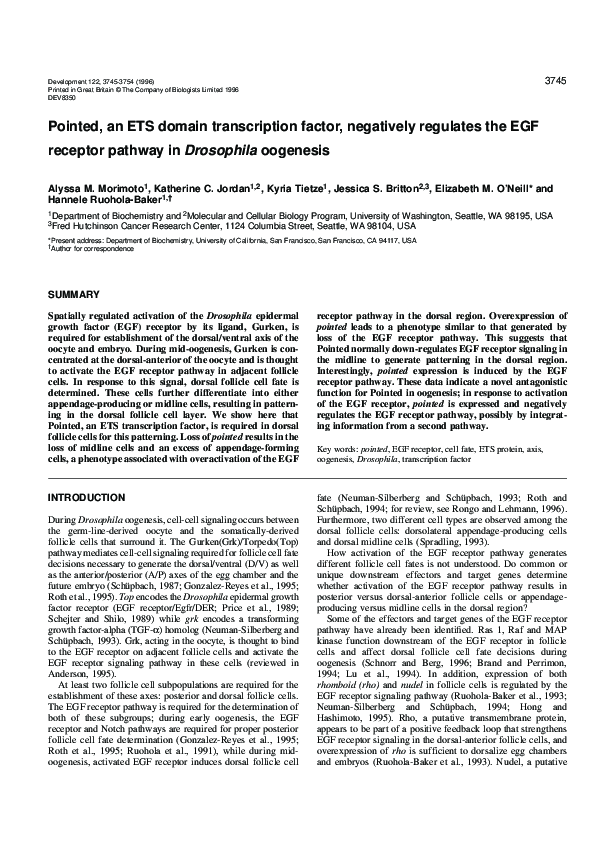 (PDF) Pointed, an ETS domain transcription factor, negatively regulates ...