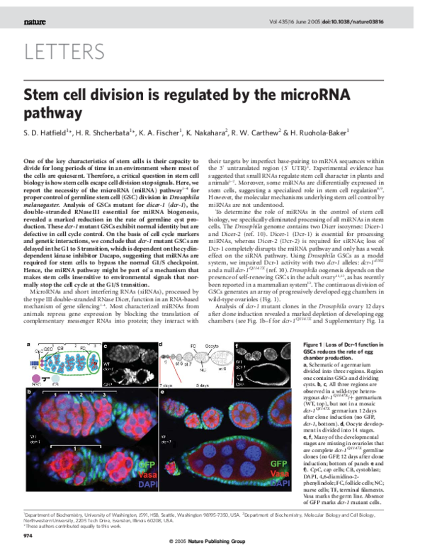 (PDF) Stem cell division is regulated by the microRNA pathway