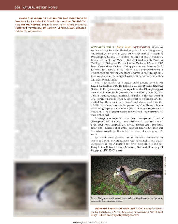 (PDF) BUNGARUS WALLI (Wall's Krait). Scavenging.