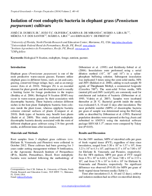 (PDF) Isolation of root endophytic bacteria in elephant grass ...