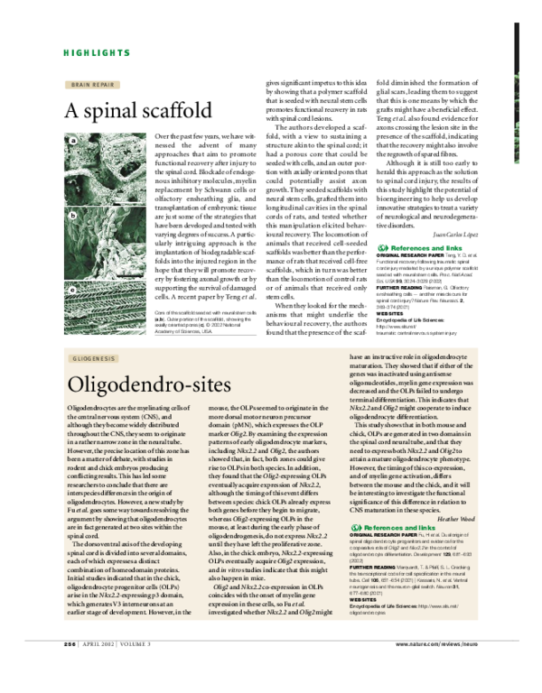 (PDF) A spinal scaffold