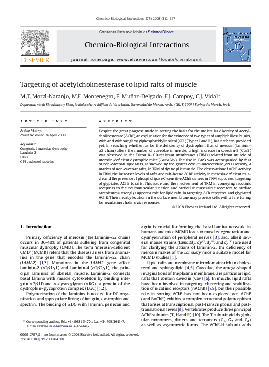 (PDF) Targeting of acetylcholinesterase to lipid rafts of muscle