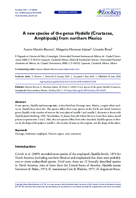 (PDF) A new species of the genus Hyalella (Crustacea, Amphipoda) from ...