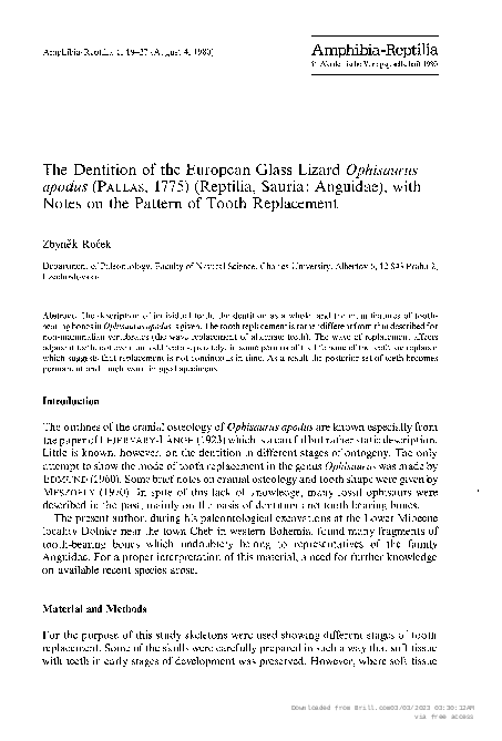 (PDF) The Dentition of the European Glass Lizard Ophisaurus apodus ...