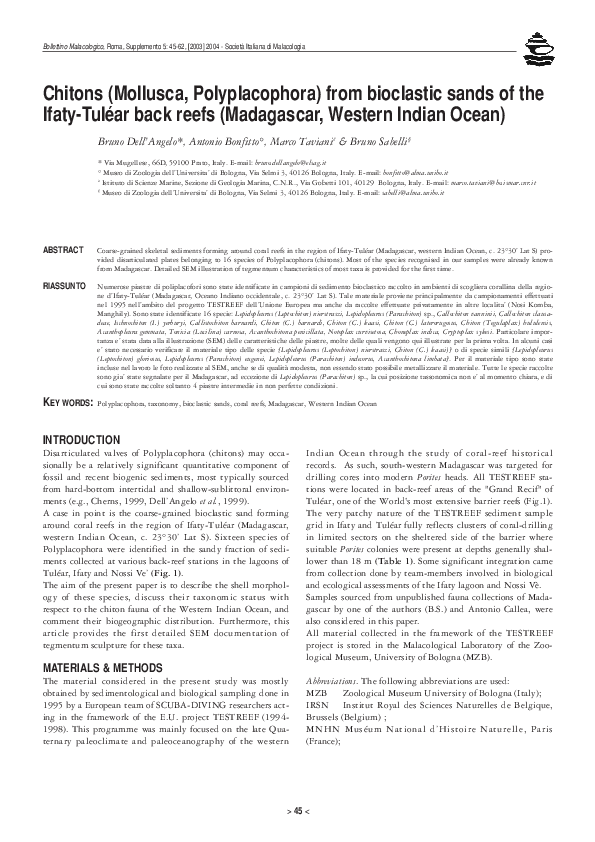(PDF) Chitons (Mollusca, Polyplacophora) from bioclastic sands of the Ifaty-Tuléar back reefs ...