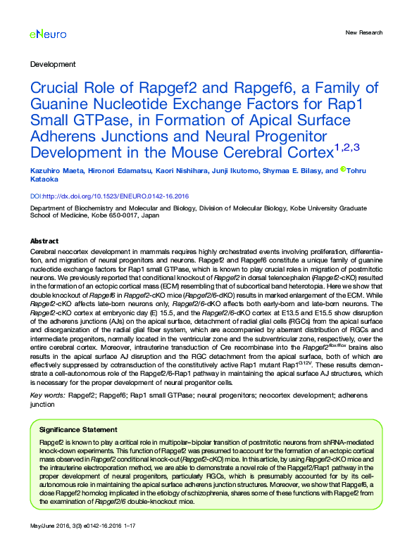 (PDF) Role of Rapgef2/6 in Adherens Junctions and Cortical Development