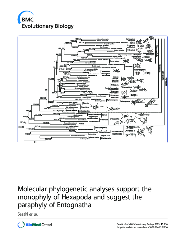 (PDF) Molecular phylogenetic analyses support the monophyly of Hexapoda ...