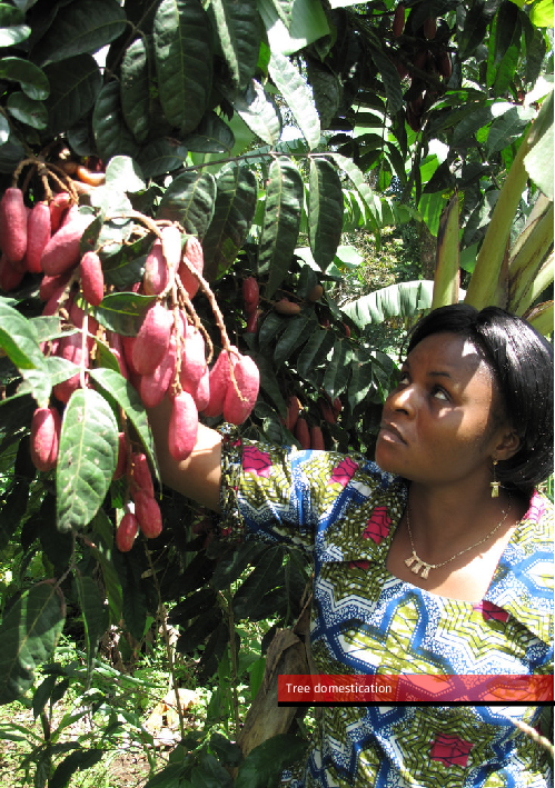 (PDF) Enhancing agroforestry systems through tree domestication