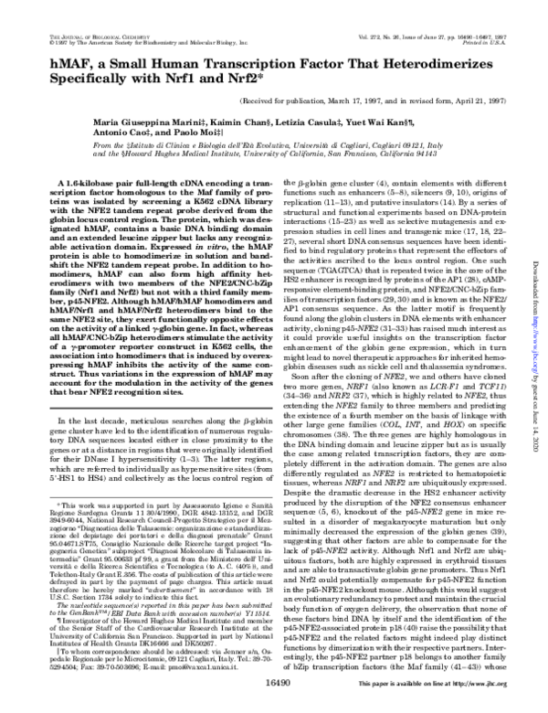 (PDF) hMAF, a Small Human Transcription Factor That Heterodimerizes ...