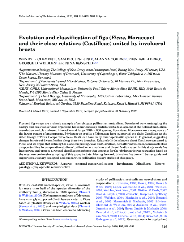 (PDF) Evolution and classification of figs (Ficus, Moraceae) and their ...