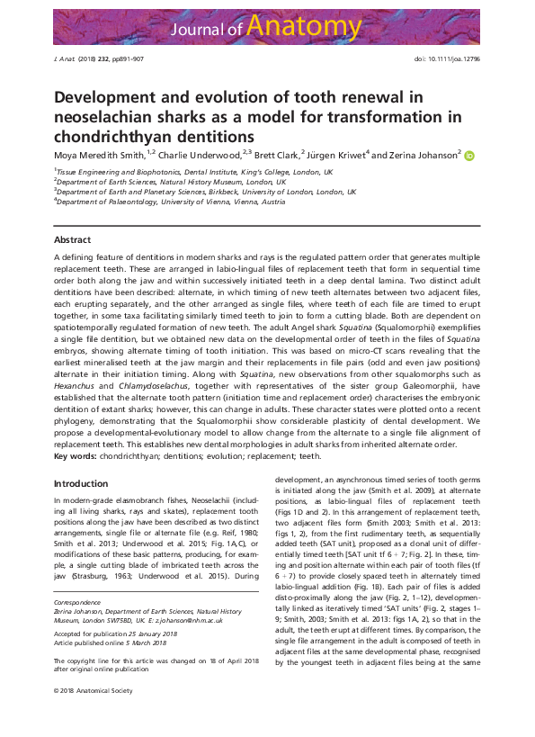 (PDF) Development and evolution of tooth renewal in neoselachian sharks ...