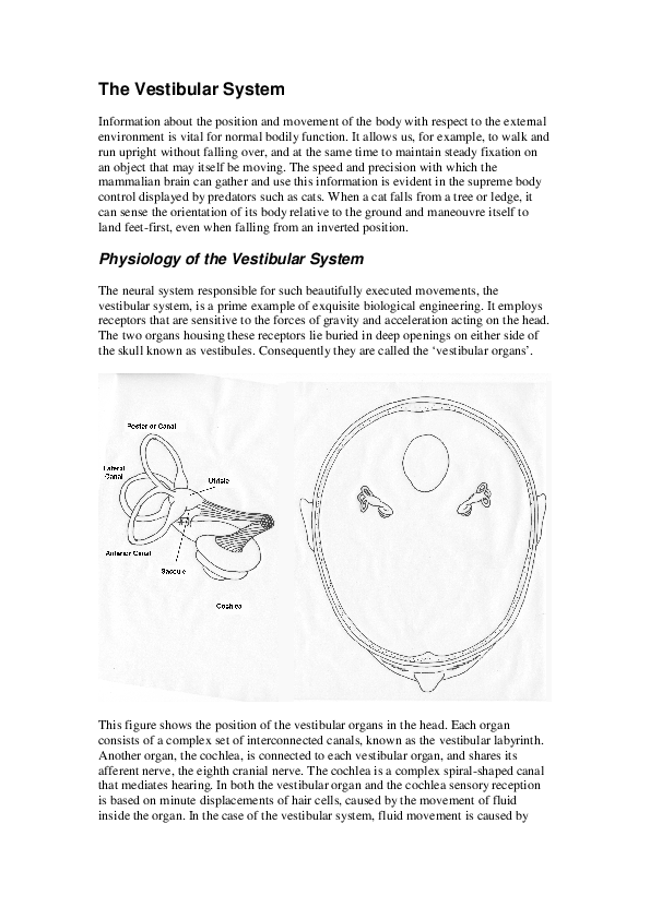 (PDF) Vestibular system