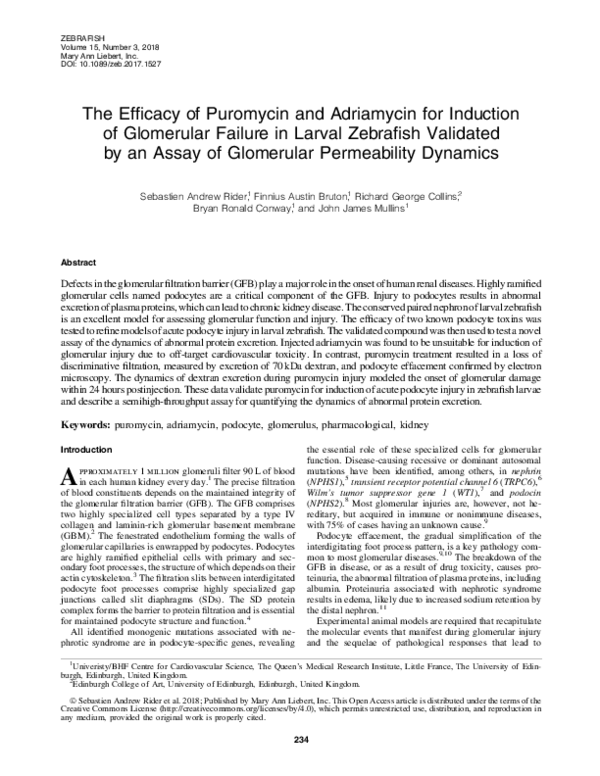 (PDF) The Efficacy of Puromycin and Adriamycin for Induction of ...