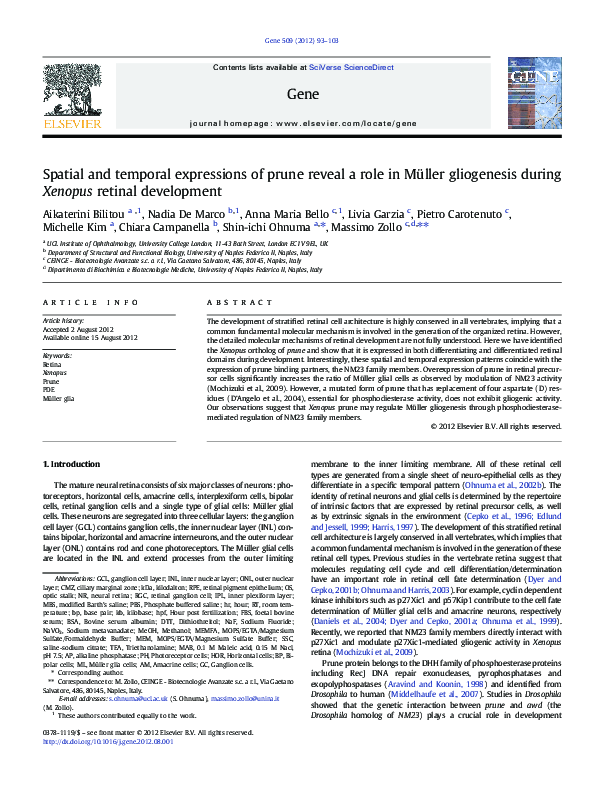 (PDF) Spatial and temporal expressions of prune reveal a role in Müller ...