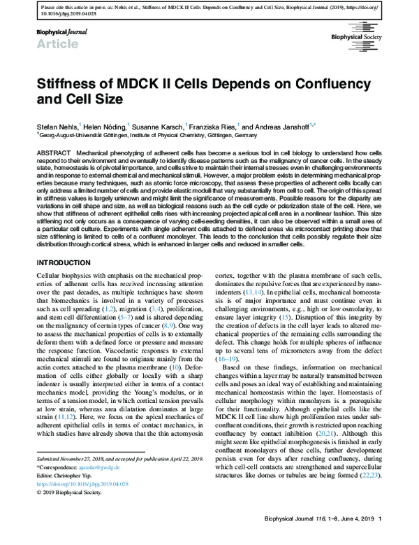 (PDF) Stiffness of MDCK II Cells Depends on Confluency and Cell Size