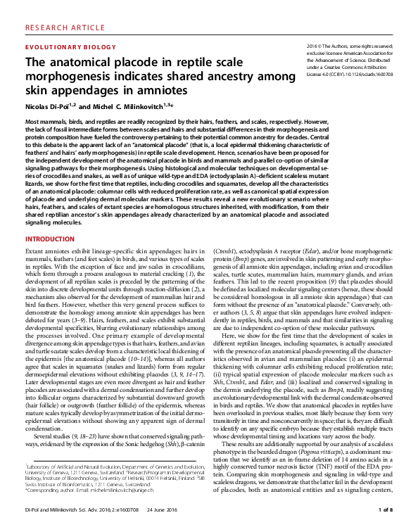 (PDF) The anatomical placode in reptile scale morphogenesis indicates ...