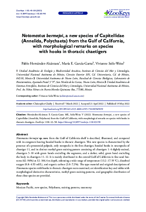 (PDF) Notomastus bermejoi, a new species of Capitellidae (Annelida ...
