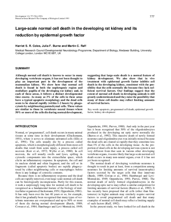 (PDF) Large-scale normal cell death in the developing rat kidney and ...
