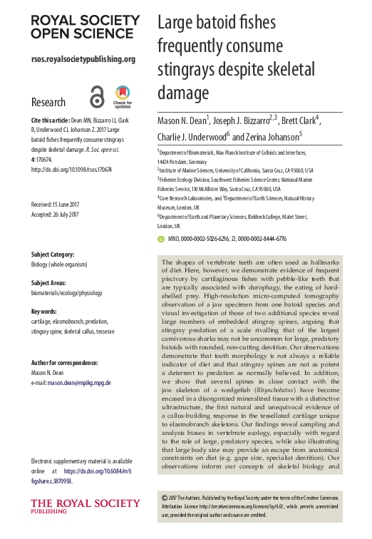 (PDF) Large batoid fishes frequently consume stingrays despite skeletal ...