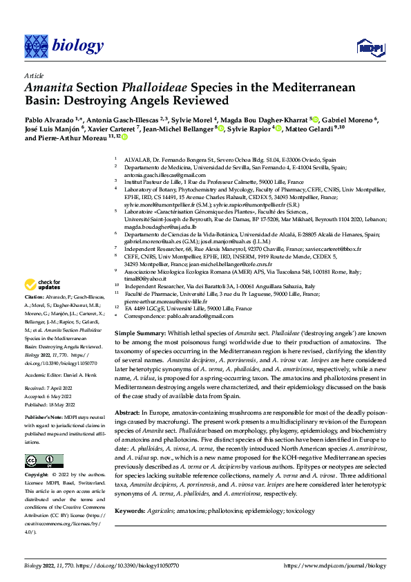 (PDF) Amanita Section Phalloideae Species in the Mediterranean Basin ...
