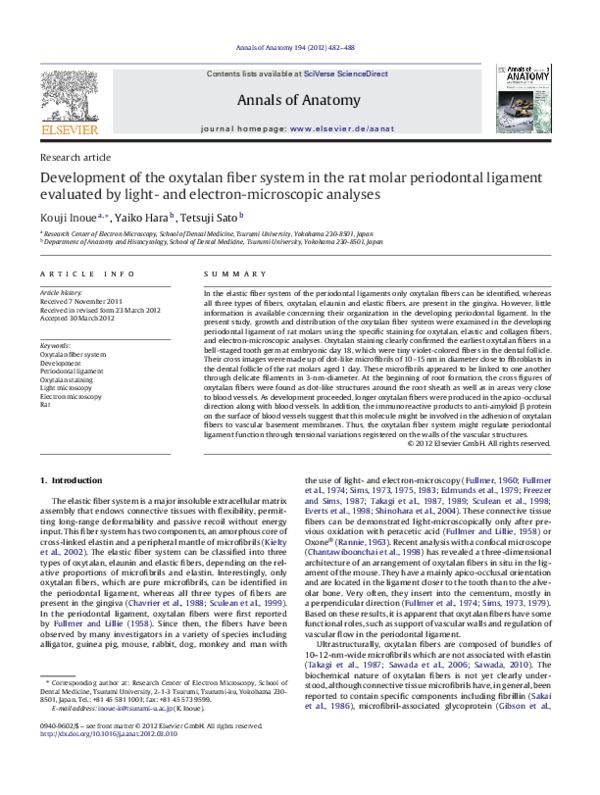 (PDF) Development of the oxytalan fiber system in the rat molar ...
