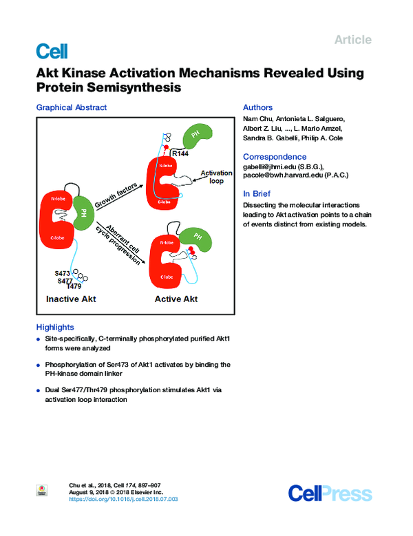 (PDF) Akt Kinase Activation Mechanisms Revealed Using Protein Semisynthesis