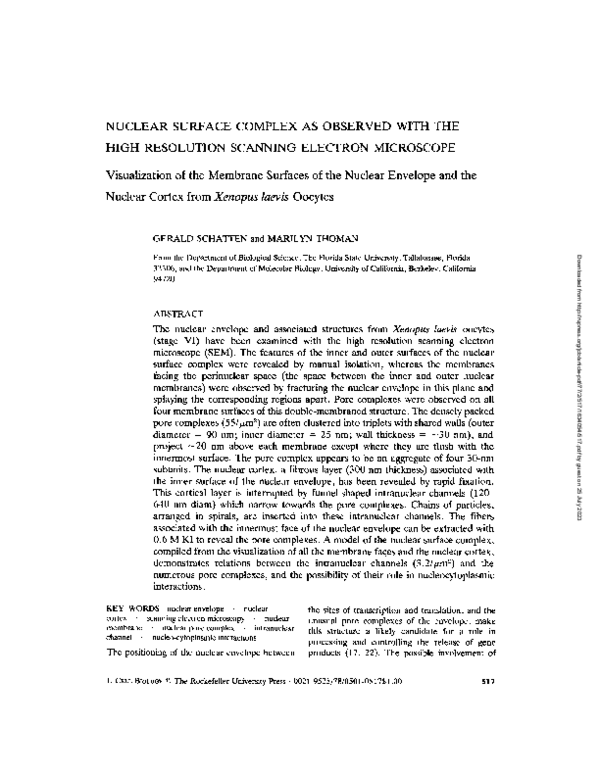 (PDF) Nuclear surface complex as observed with the high resolution ...