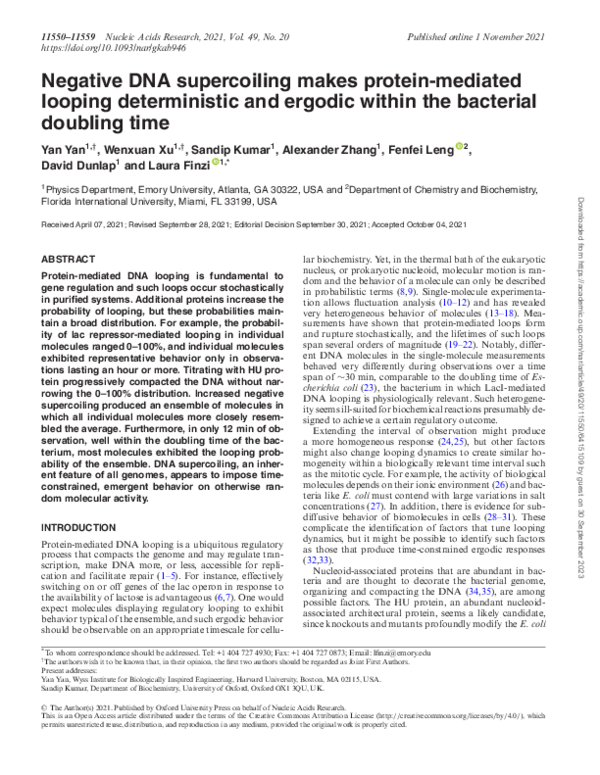 (PDF) Negative DNA supercoiling makes protein-mediated looping ...
