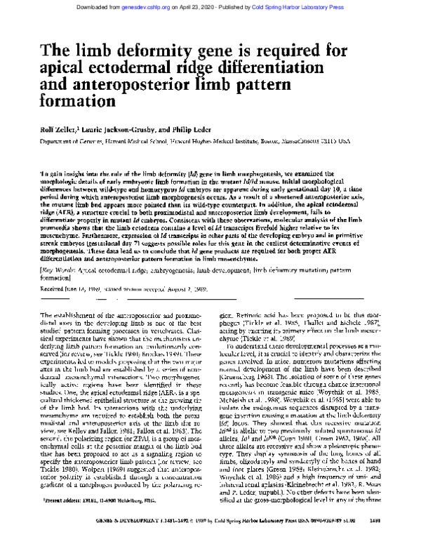 (PDF) The limb deformity gene is required for apical ectodermal ridge ...