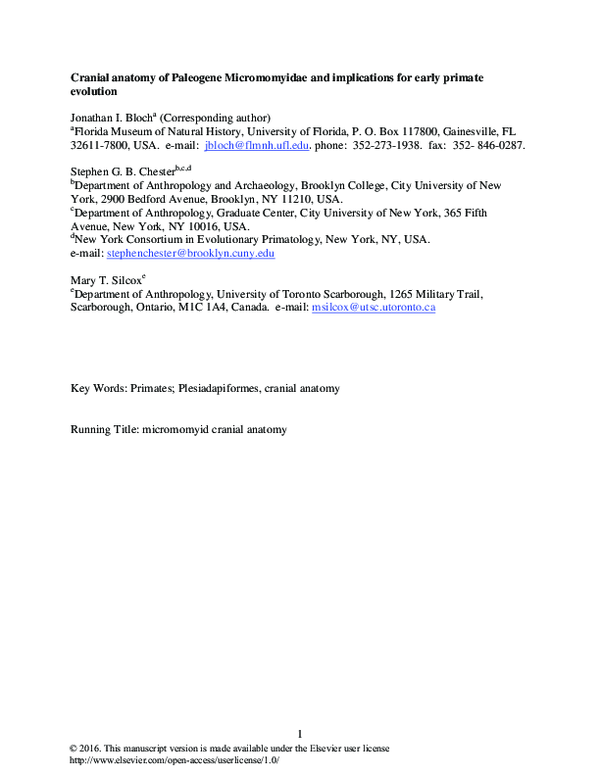 (PDF) Cranial anatomy of Paleogene Micromomyidae and implications for ...