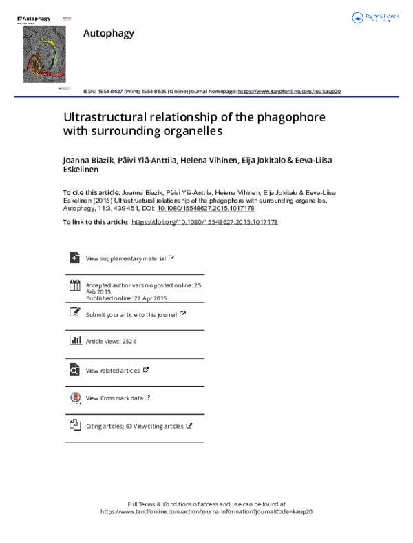 (PDF) Ultrastructural relationship of the phagophore with surrounding ...