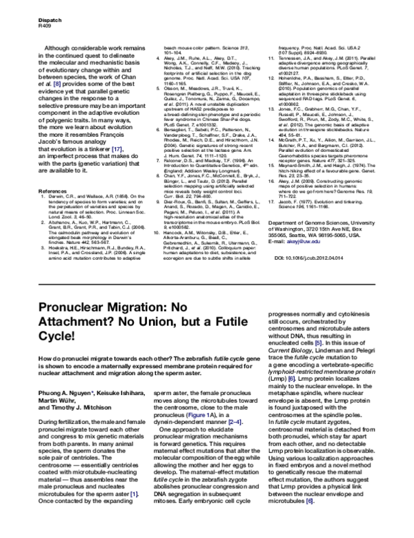 (PDF) Pronuclear Migration: No Attachment? No Union, but a Futile Cycle ...