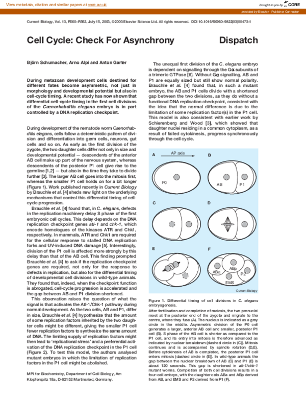 (PDF) Cell Cycle: Check for Asynchrony